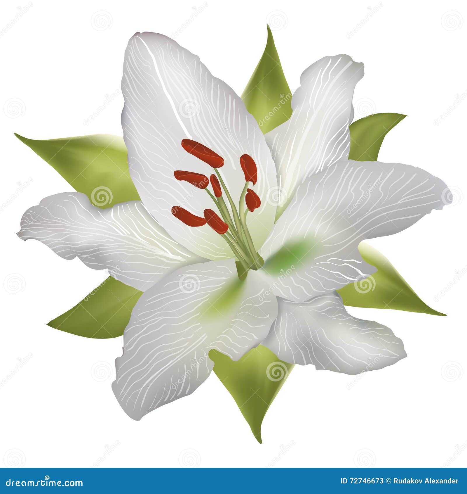 Lirio blanco del vector ilustración del vector. Ilustración de pista ...