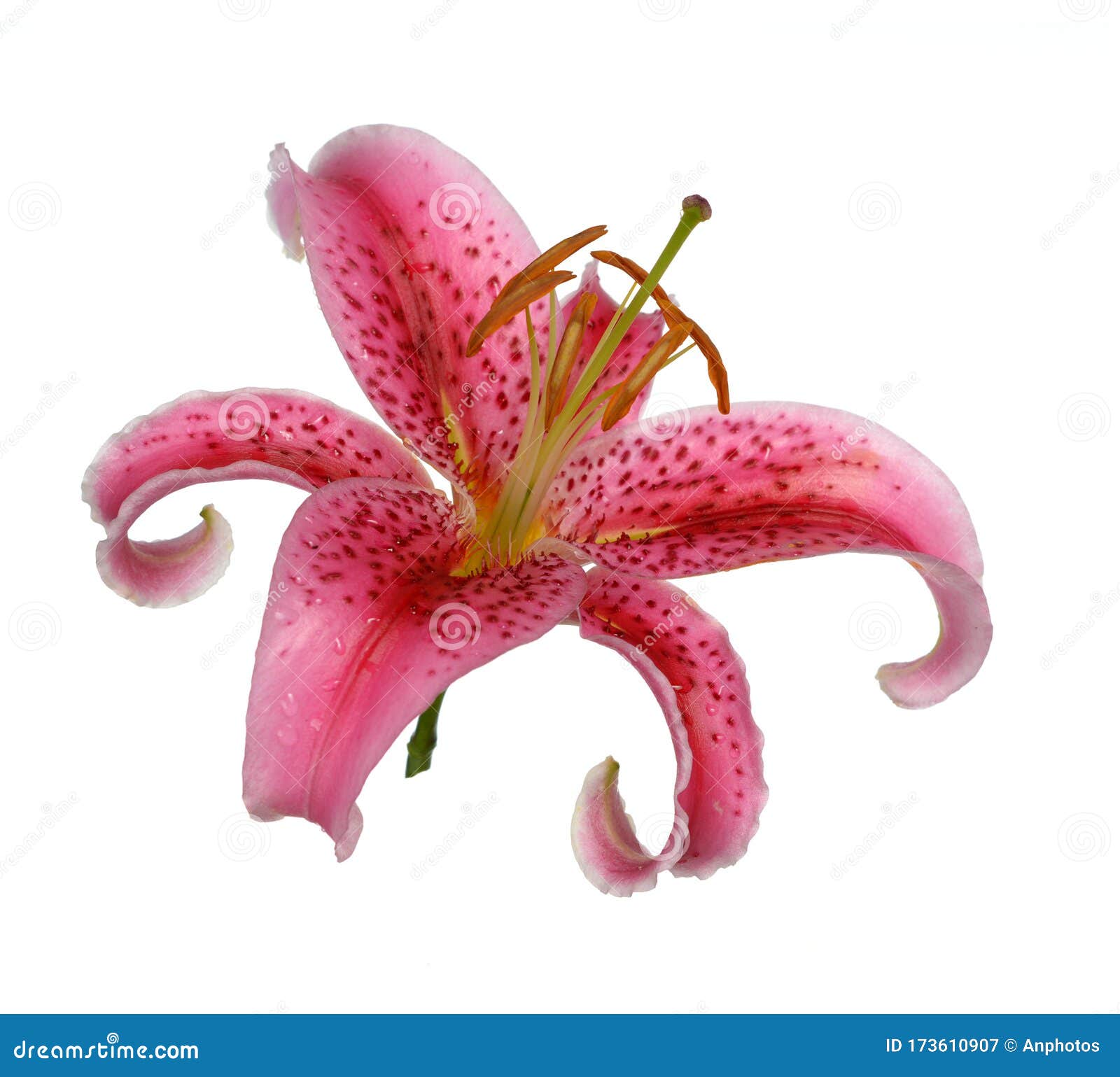 Lirio color rosa imagen de archivo. Imagen de vida, planta - 173610907