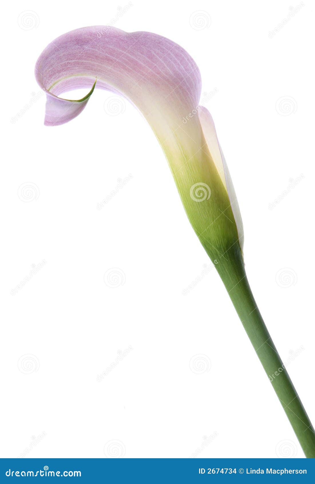 Lirio de cala foto de archivo. Imagen de planta, flor - 2674734