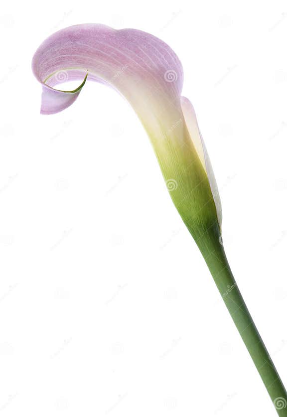 Lirio de cala foto de archivo. Imagen de planta, flor - 2674734