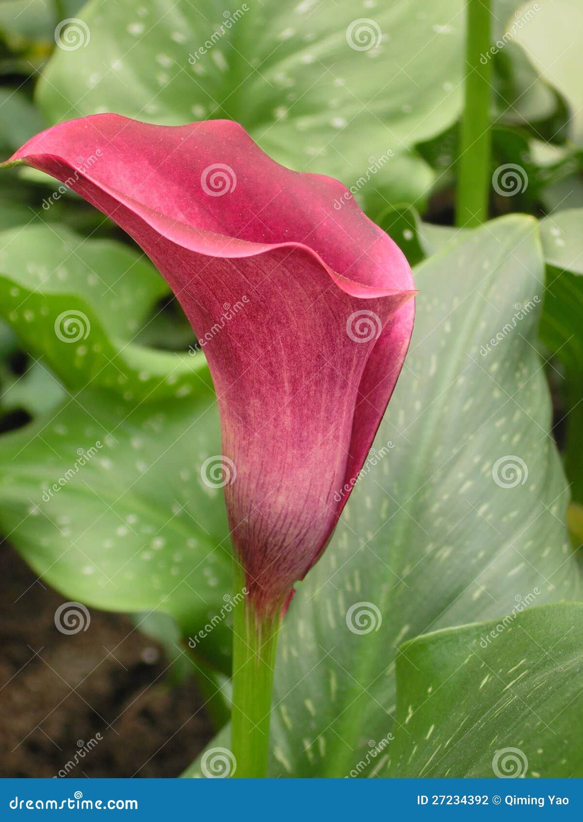 Lirio de cala rojo foto de archivo. Imagen de rojo, fresco - 27234392