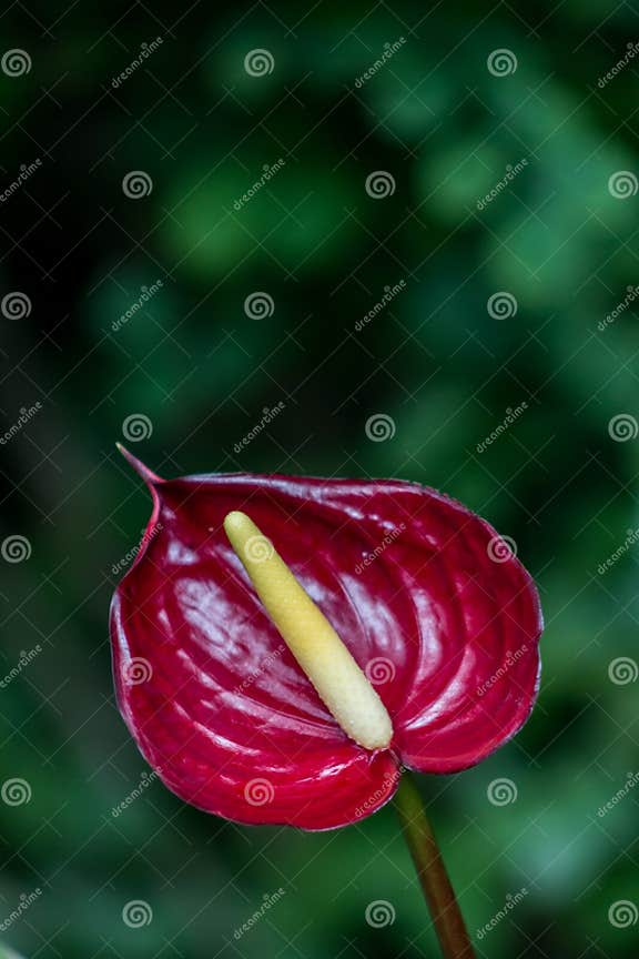 Lirio de cala rojo foto de archivo. Imagen de pétalos - 44298400