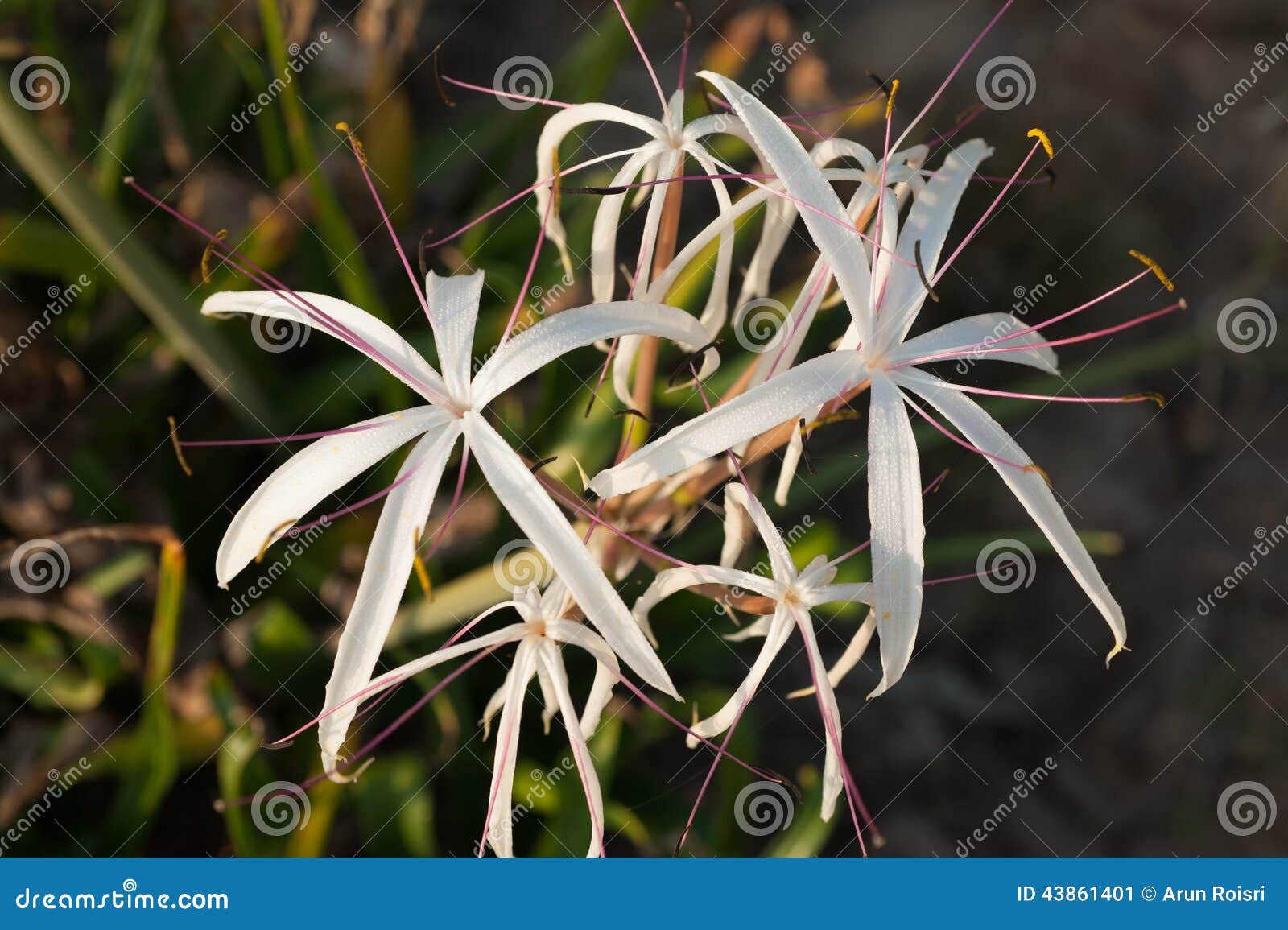 Lirio de Crinum imagen de archivo. Imagen de clorofila - 43861401