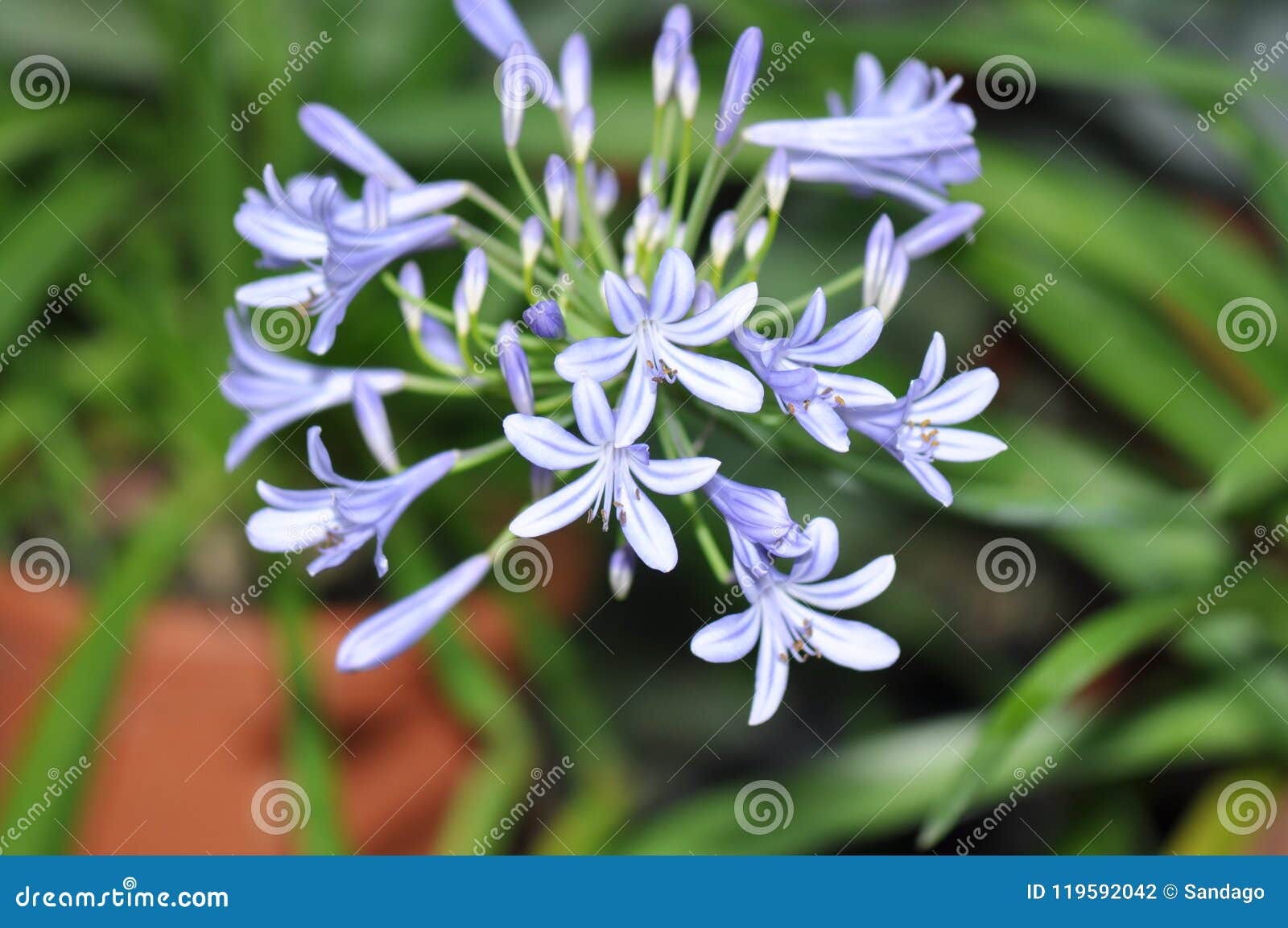 Lirio de la flor del Nilo foto de archivo. Imagen de borroso - 119592042