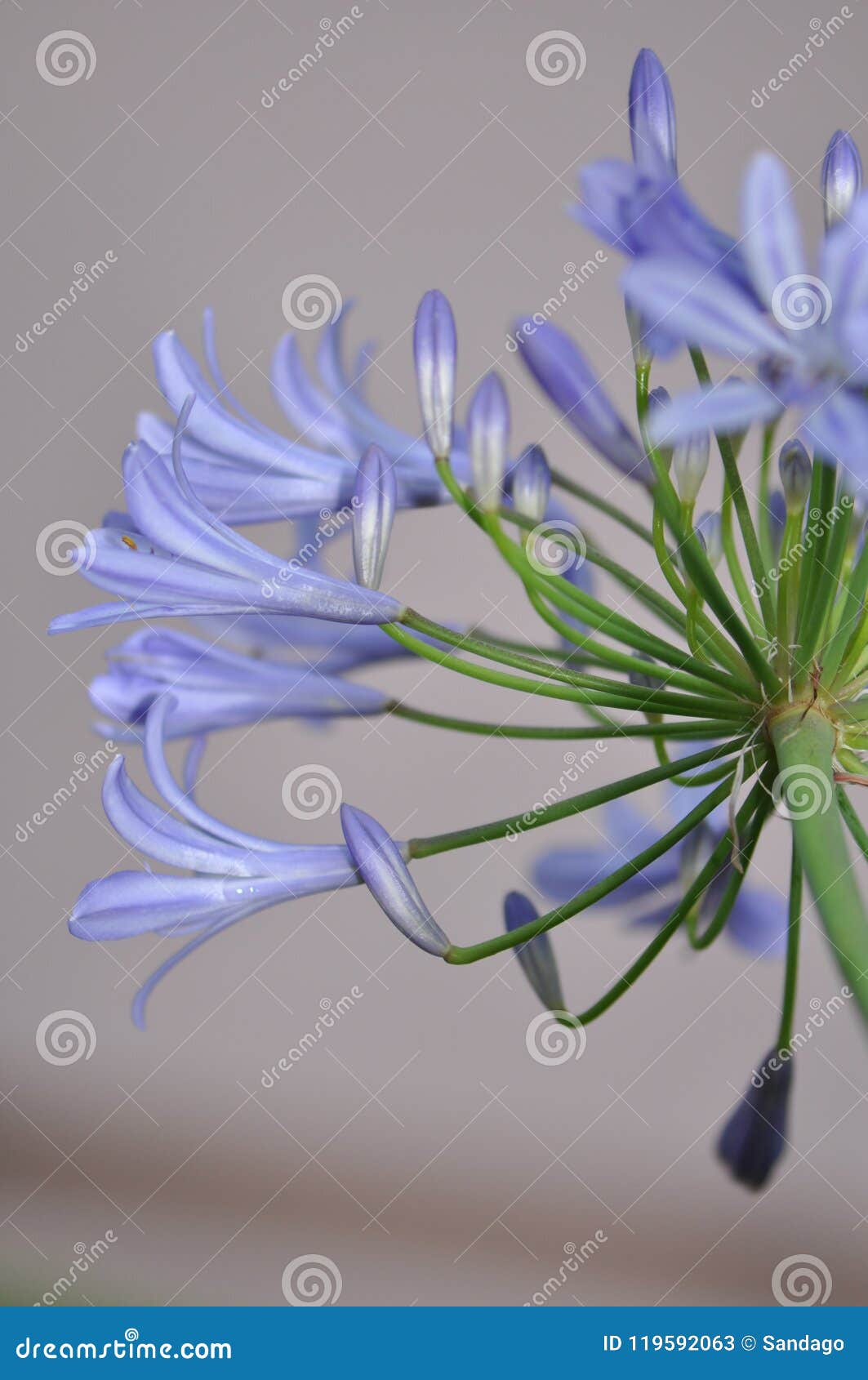 Lirio de la flor del Nilo imagen de archivo. Imagen de foreground ...
