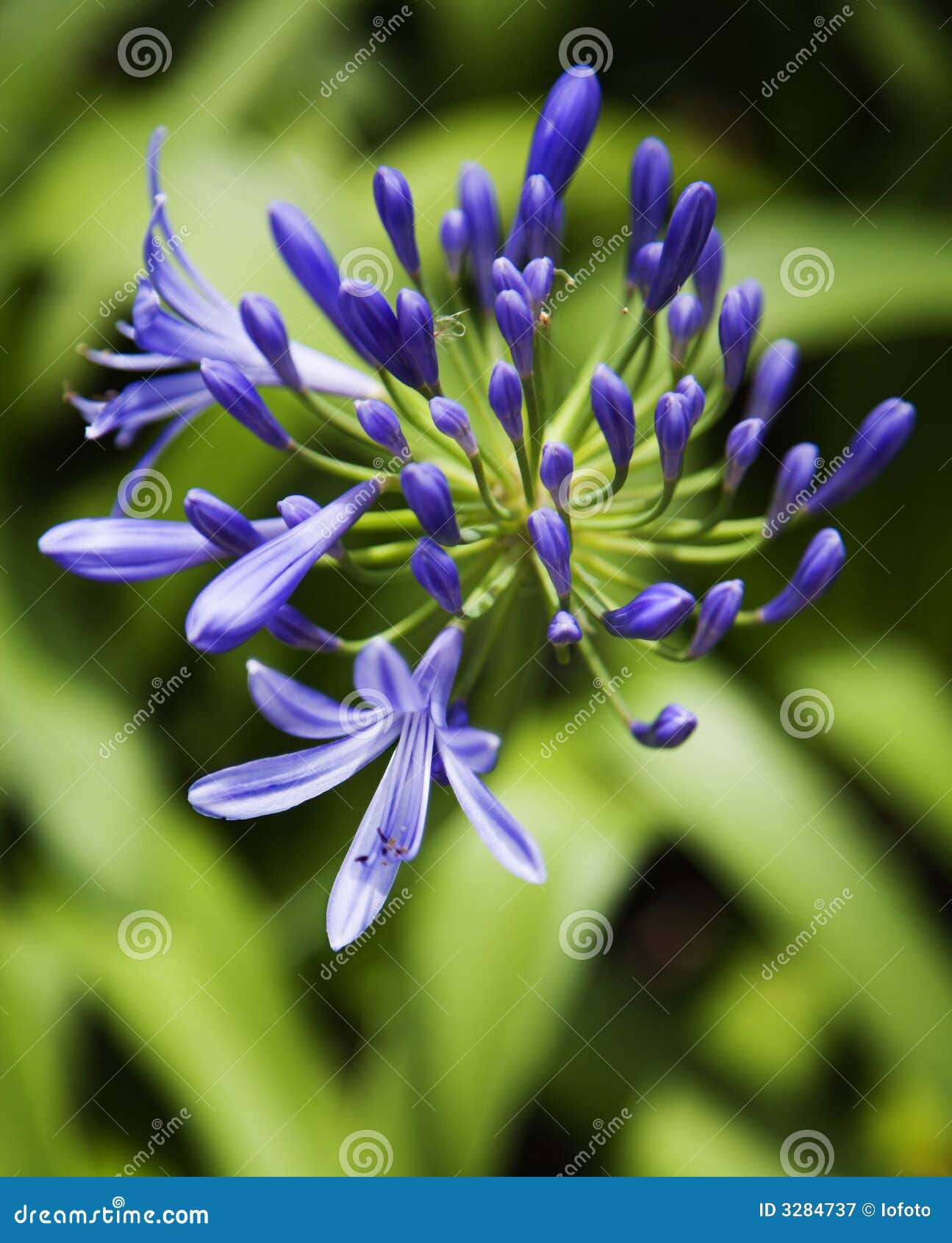 Lirio de la flor del Nilo. imagen de archivo. Imagen de imagen - 3284737