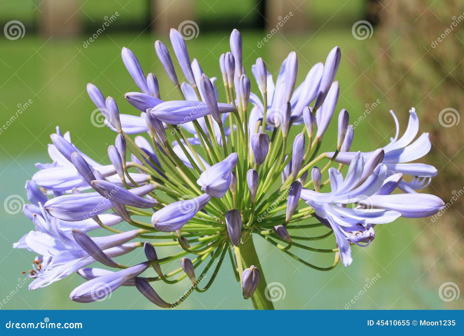 Lirio de la flor del Nilo imagen de archivo. Imagen de cubo - 45410655