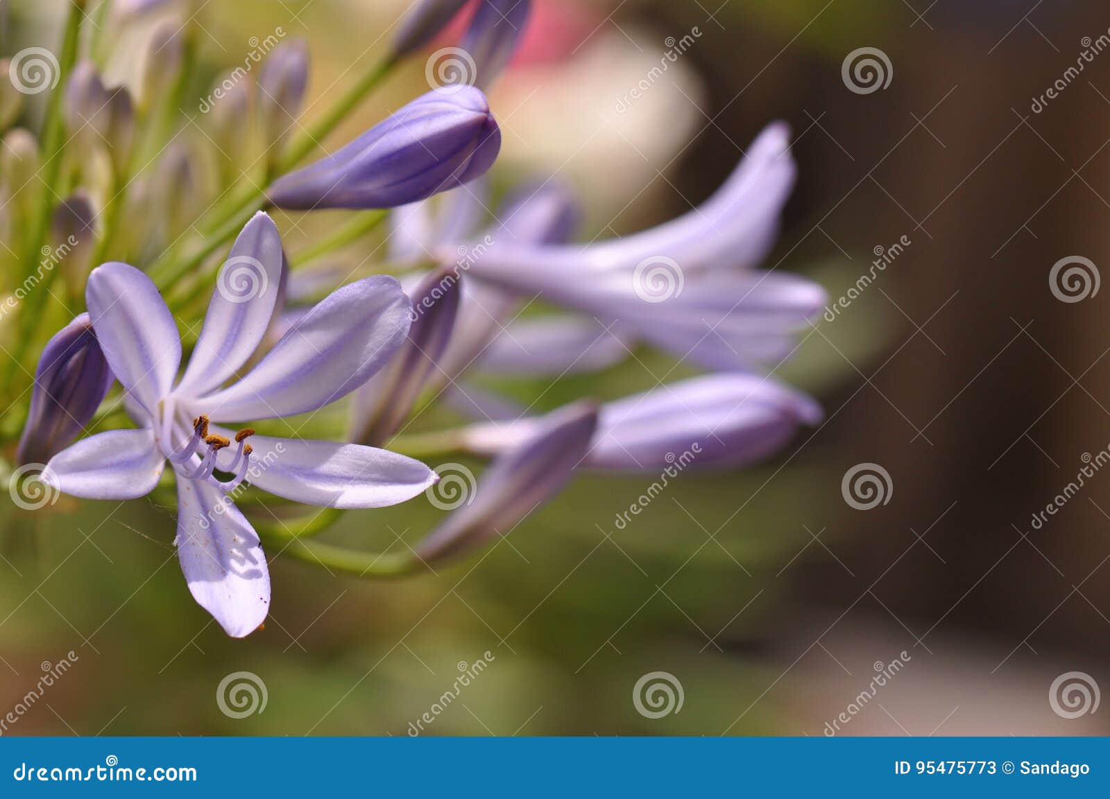 Lirio de la flor del Nilo imagen de archivo. Imagen de pista - 95475773