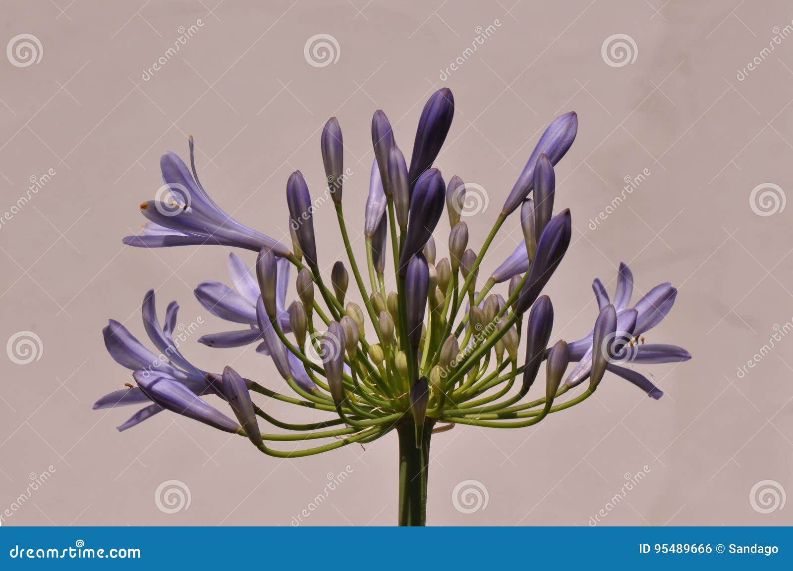 Lirio de la flor del Nilo foto de archivo. Imagen de brillante - 95489666