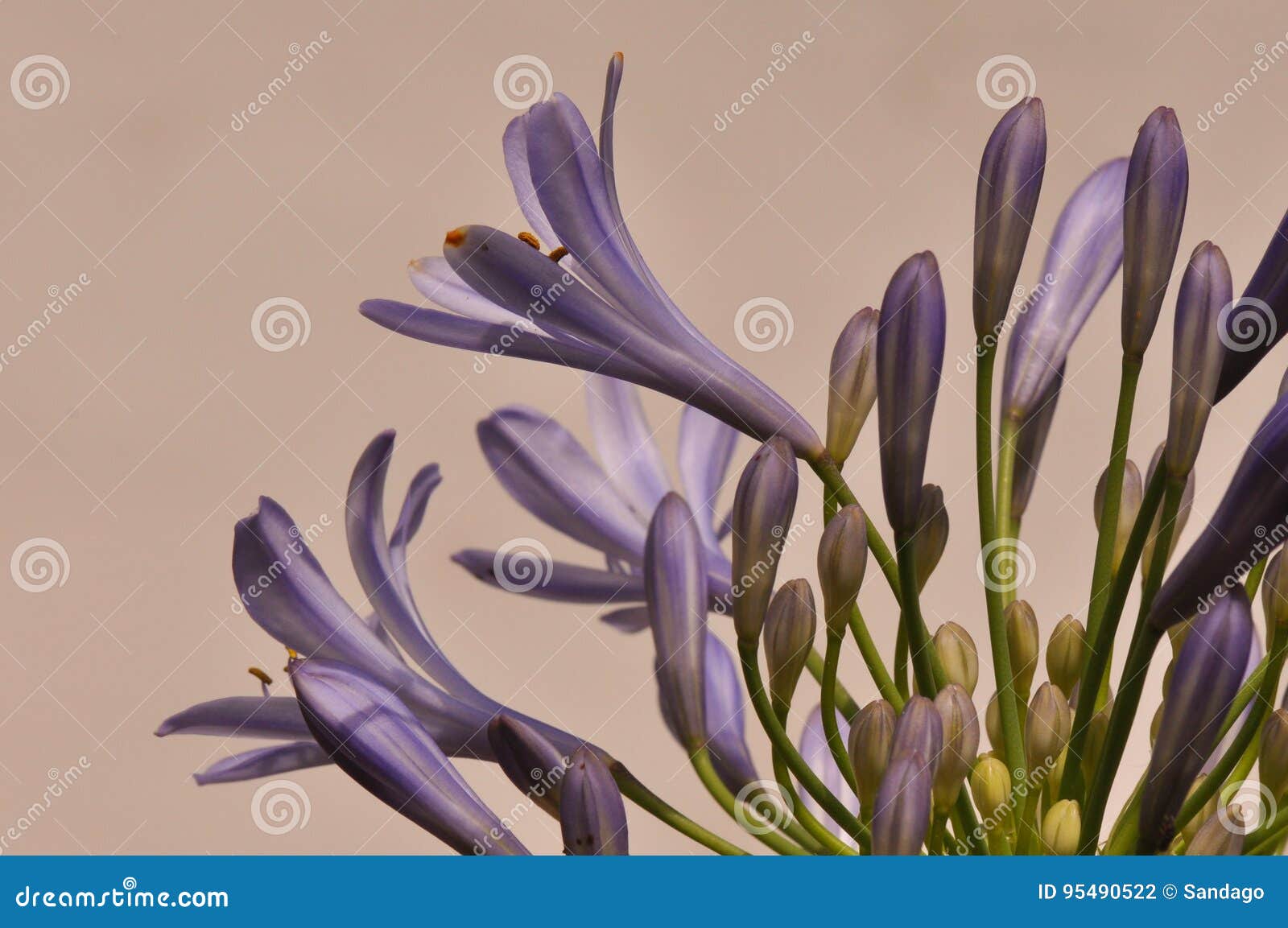 Lirio de la flor del Nilo foto de archivo. Imagen de fresco - 95490522