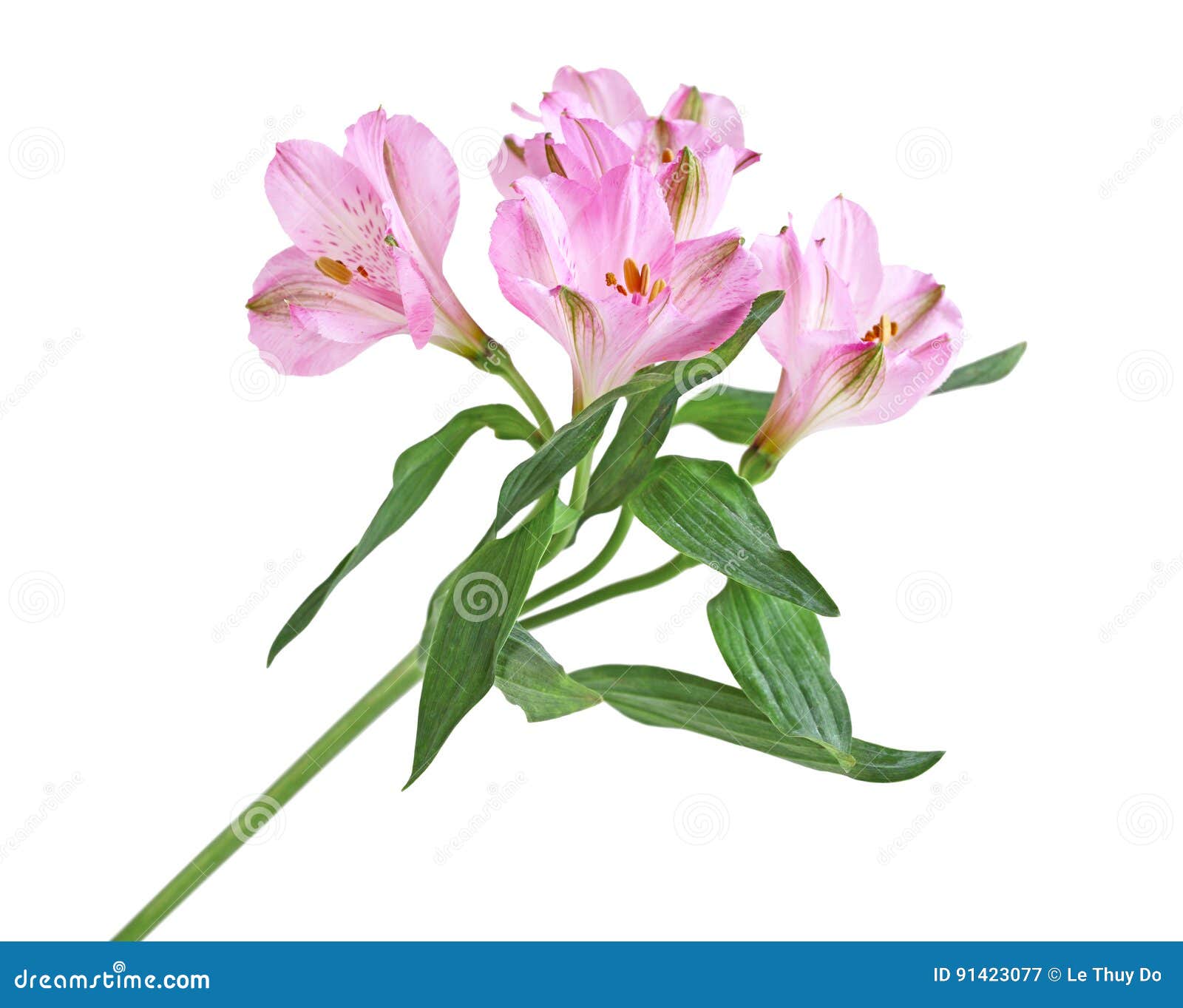 Lirio de los incas imagen de archivo. Imagen de fondo - 91423077