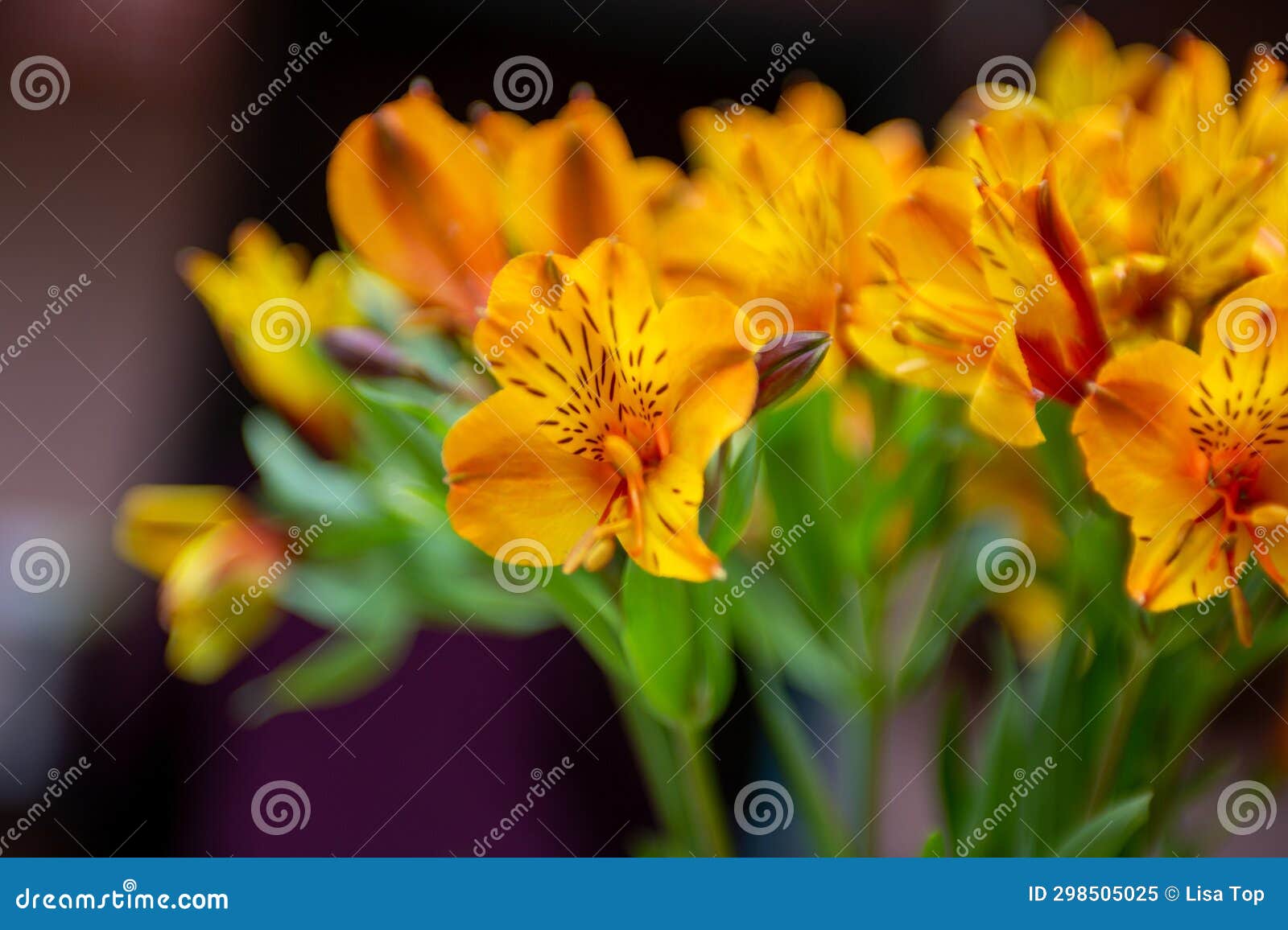 Lirio de los incas imagen de archivo. Imagen de flores - 298505025