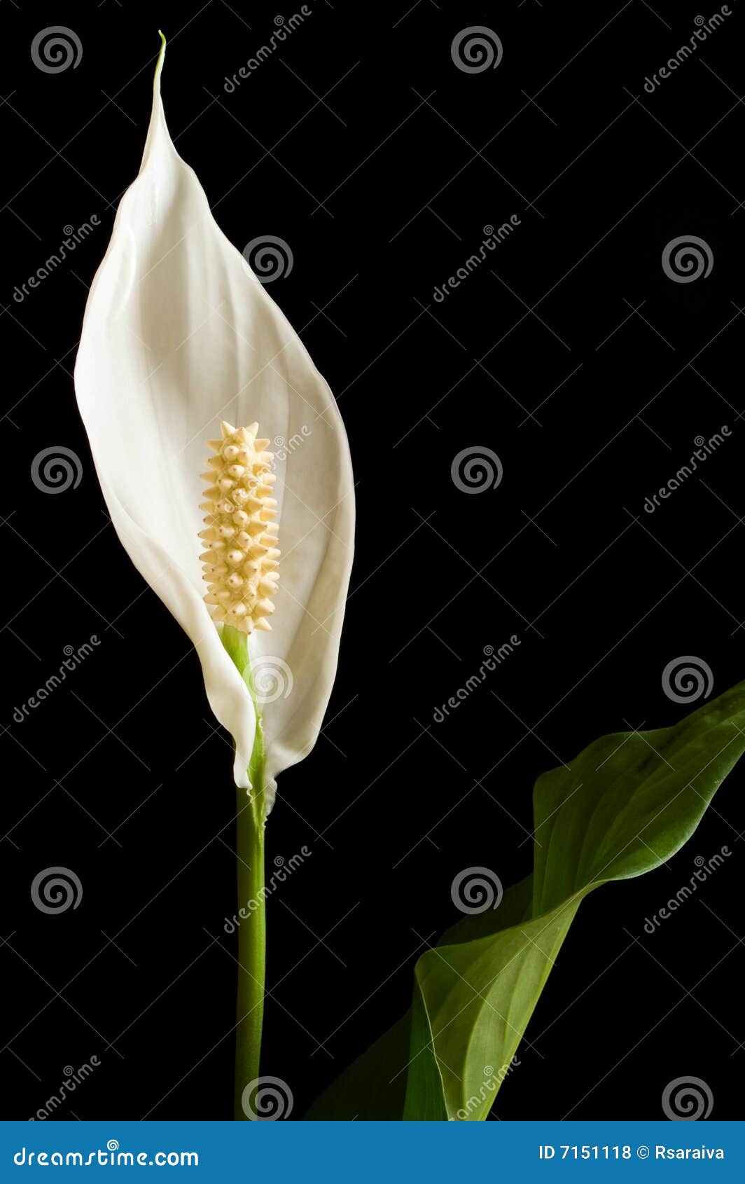 Lirio de paz foto de archivo. Imagen de macro, aislado - 7151118