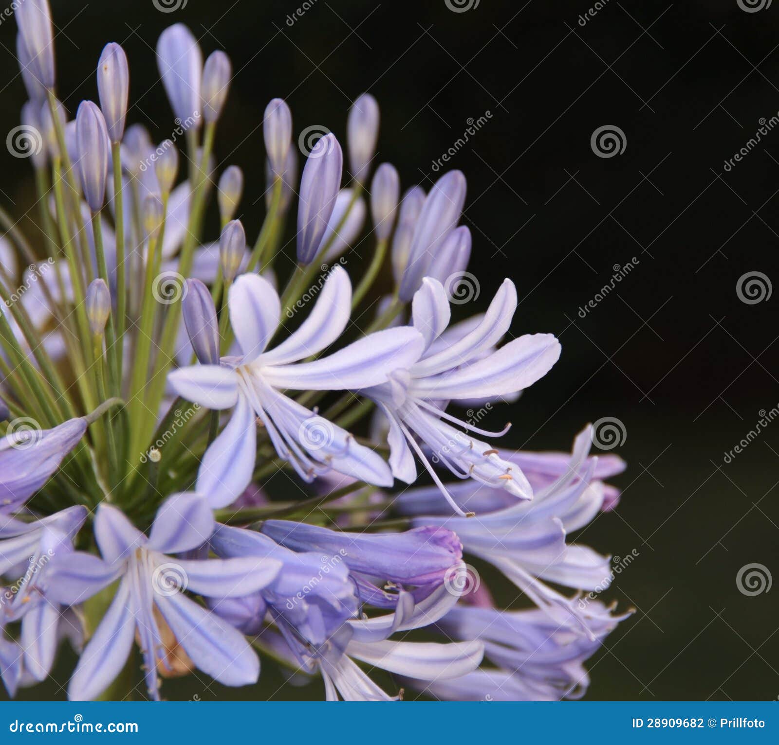 Lirio del Nilo foto de archivo. Imagen de pista, pétalo - 28909682