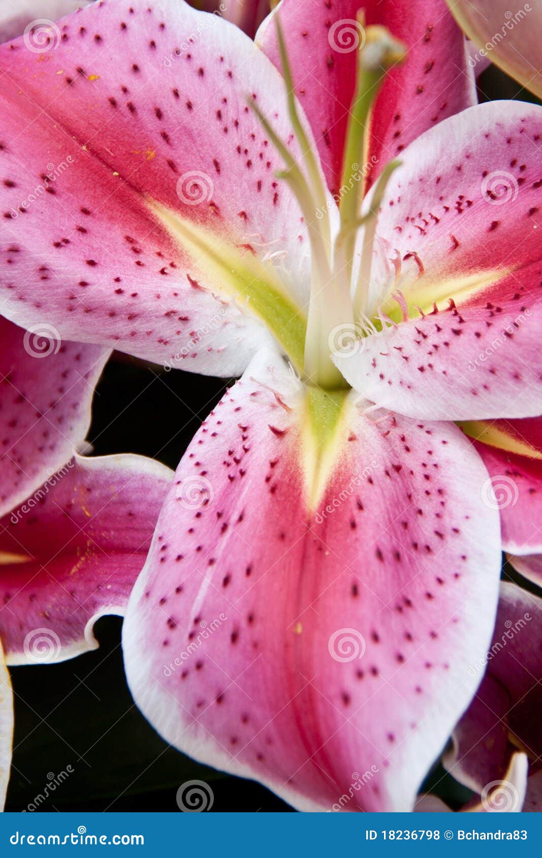 Lirio del Stargazer foto de archivo. Imagen de rosa, flor - 18236798