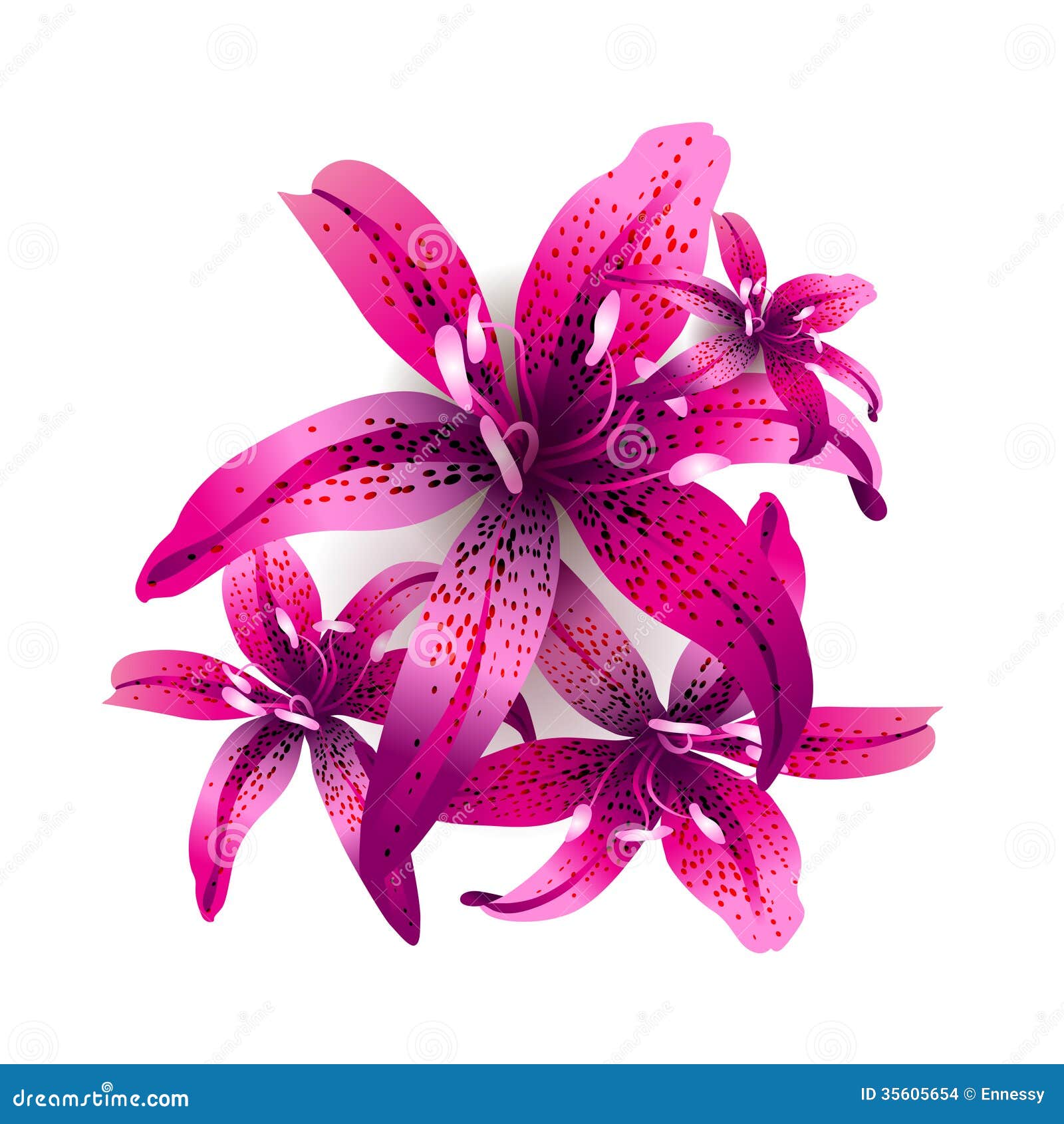 Lirio del vector ilustración del vector. Ilustración de olor - 35605654