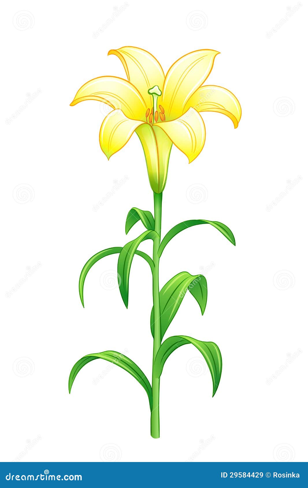 Lirio - ejemplo del vector ilustración del vector. Ilustración de ...