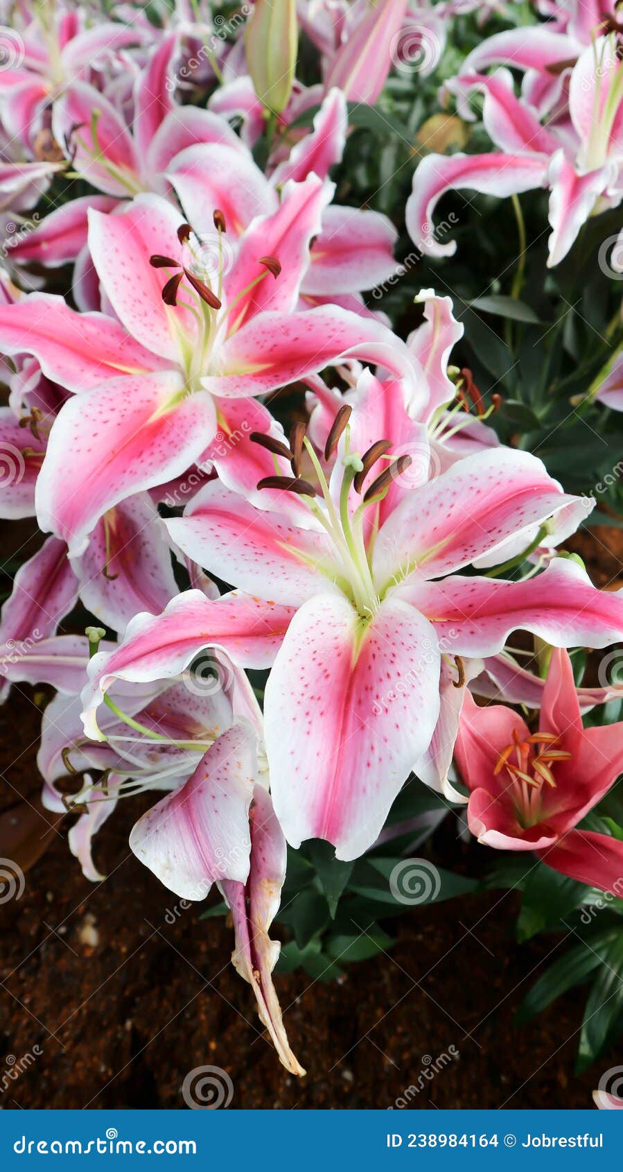 Lirio Lirio O Litio Rosa Y Lirio Blanco Foto de archivo - Imagen de ...