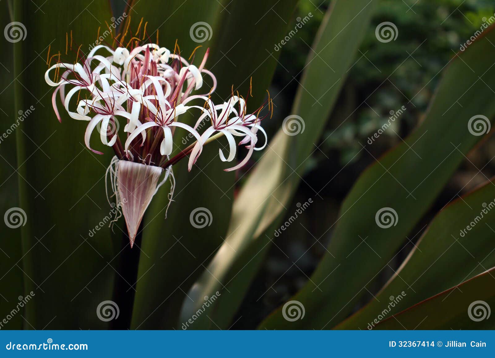 Lirio “reina Emma” De Crinim Foto de archivo - Imagen de blanco, planta ...