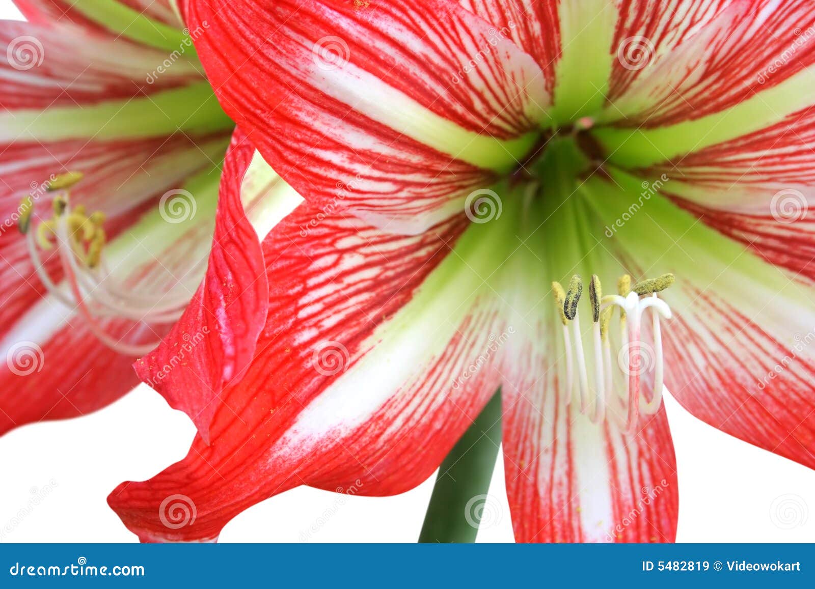 Lirio rojo en blanco imagen de archivo. Imagen de planta - 5482819