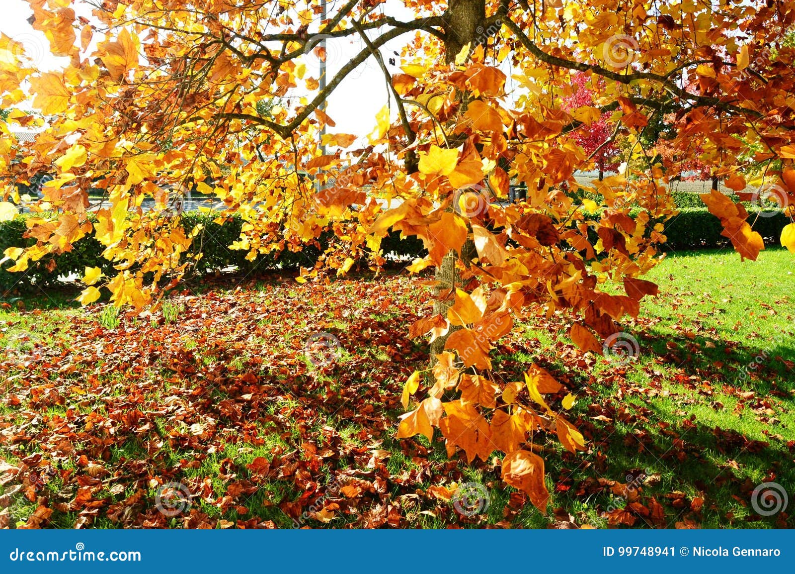 Liriodendro in autumn stock image. Image of maple, foliage - 99748941