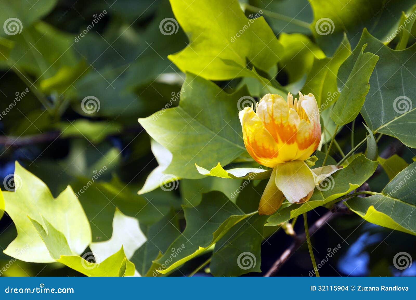 Liriodendron tulipifera fotografia stock. Immagine di pioppo - 32115904