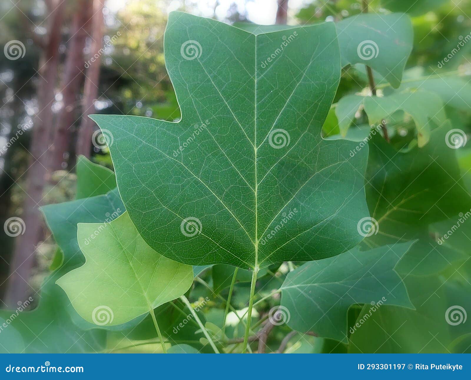 Liriodendron Tulipifera (tulip Tree) Stock Image - Image of poplar ...