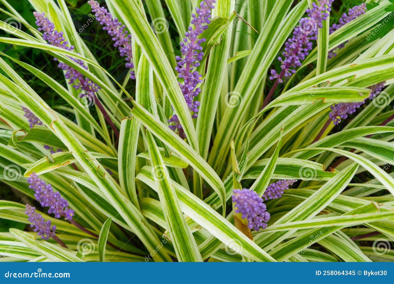 Violet Flowers of Liriope Muscari Stock Image - Image of background ...