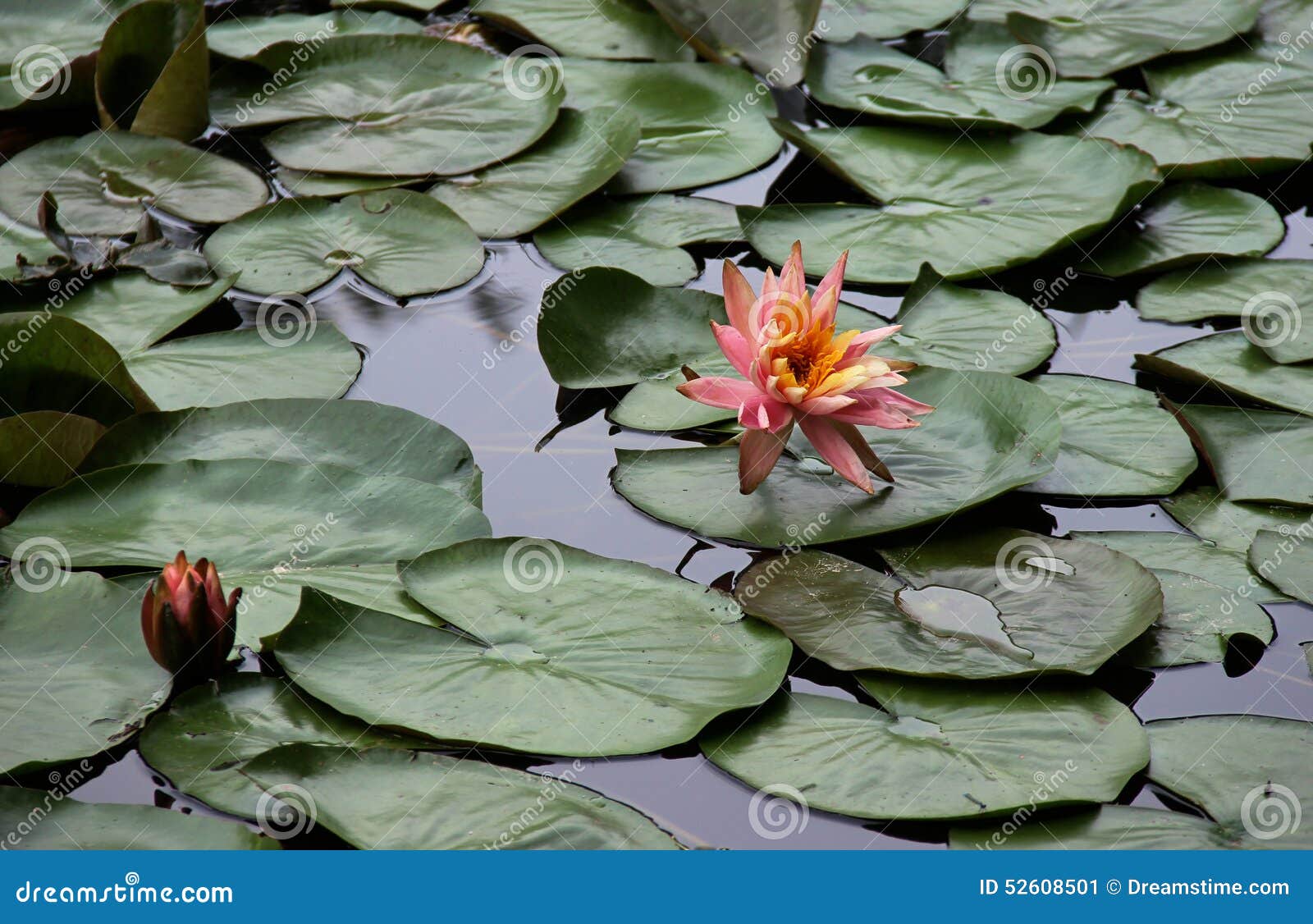 Lirios De Agua En Una Charca Imagen de archivo - Imagen de grounding ...