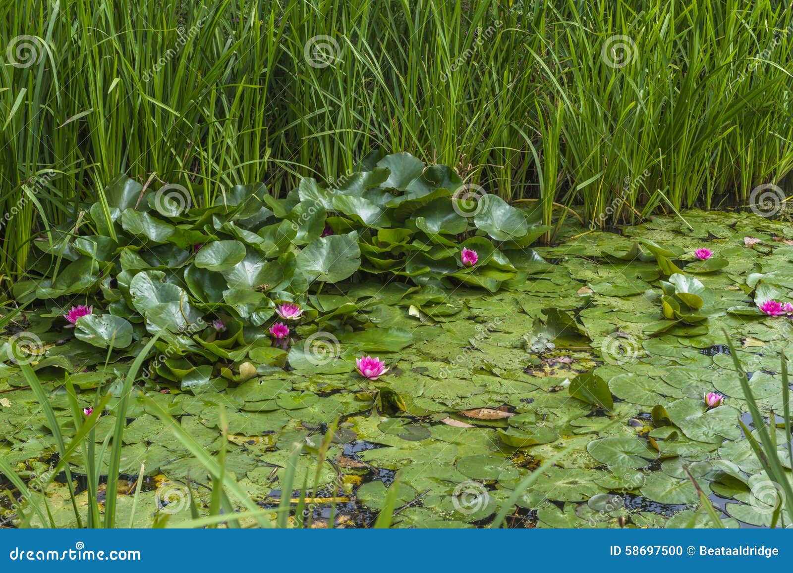 Lirios De Agua En Una Charca Foto de archivo - Imagen de lirios, cubo ...