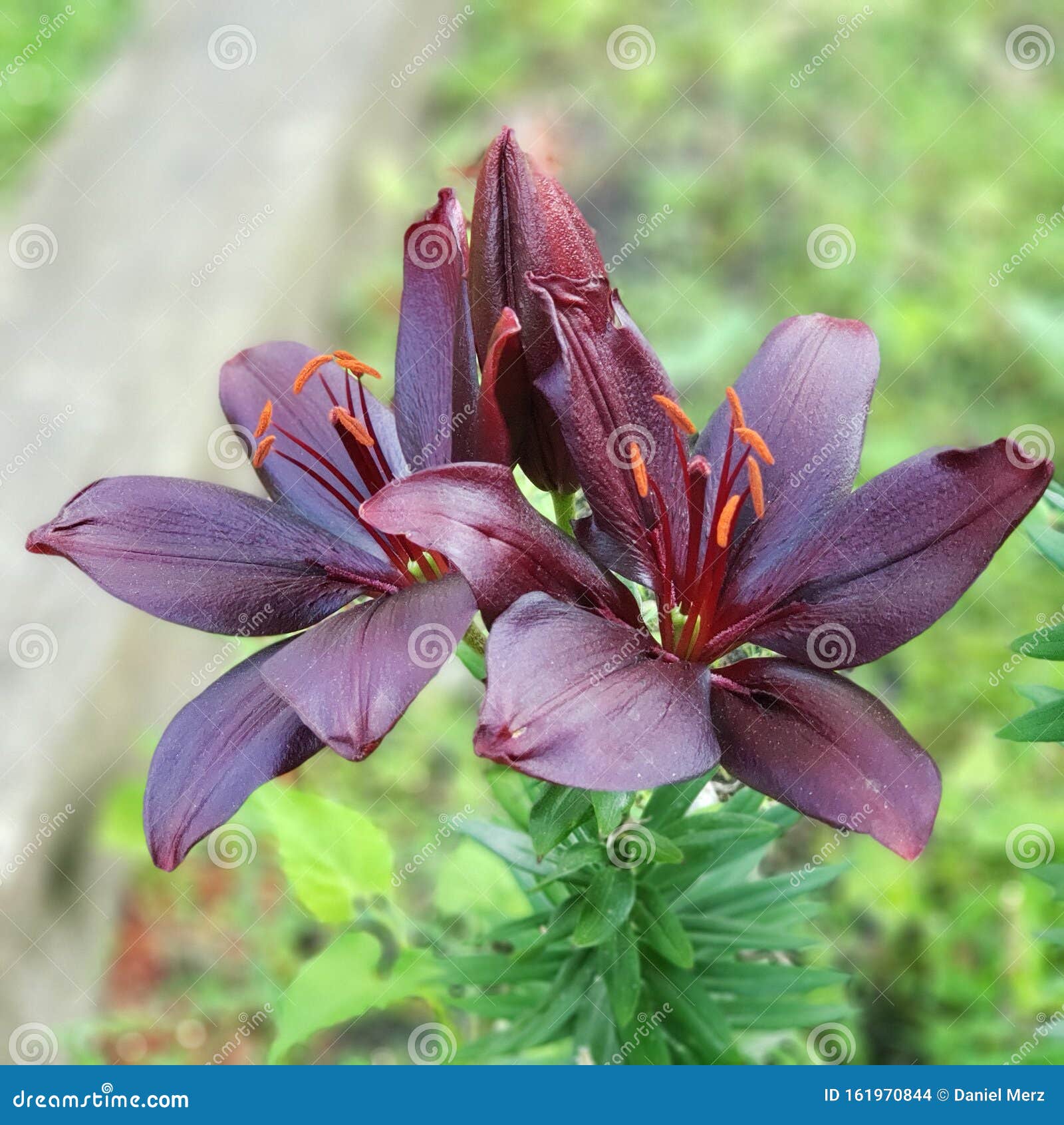 Lirios morados foto de archivo. Imagen de floral, lirios - 161970844