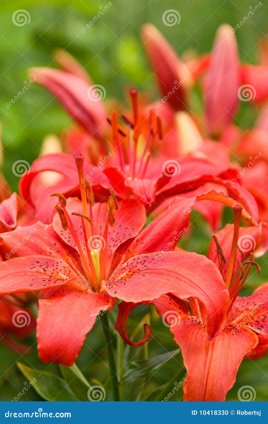 Lirios rojos foto de archivo. Imagen de primer, pétalo - 10418330