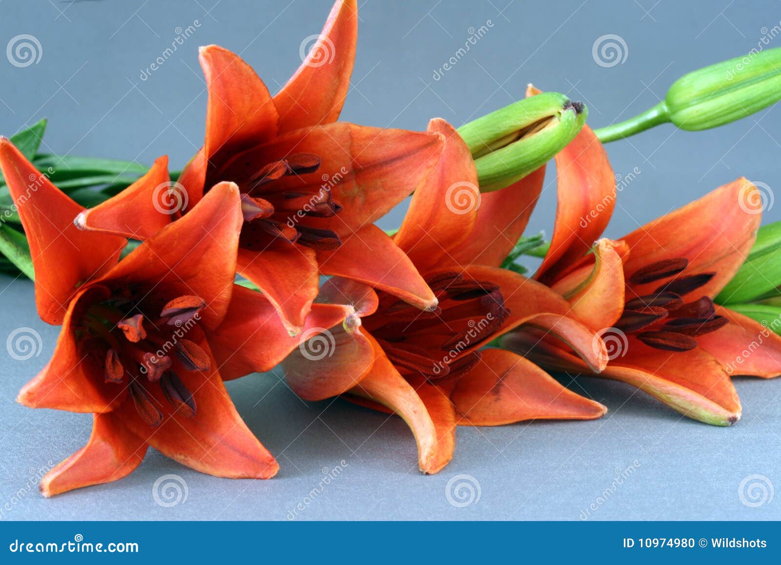 Lirios rojos foto de archivo. Imagen de encantador, tallo - 10974980