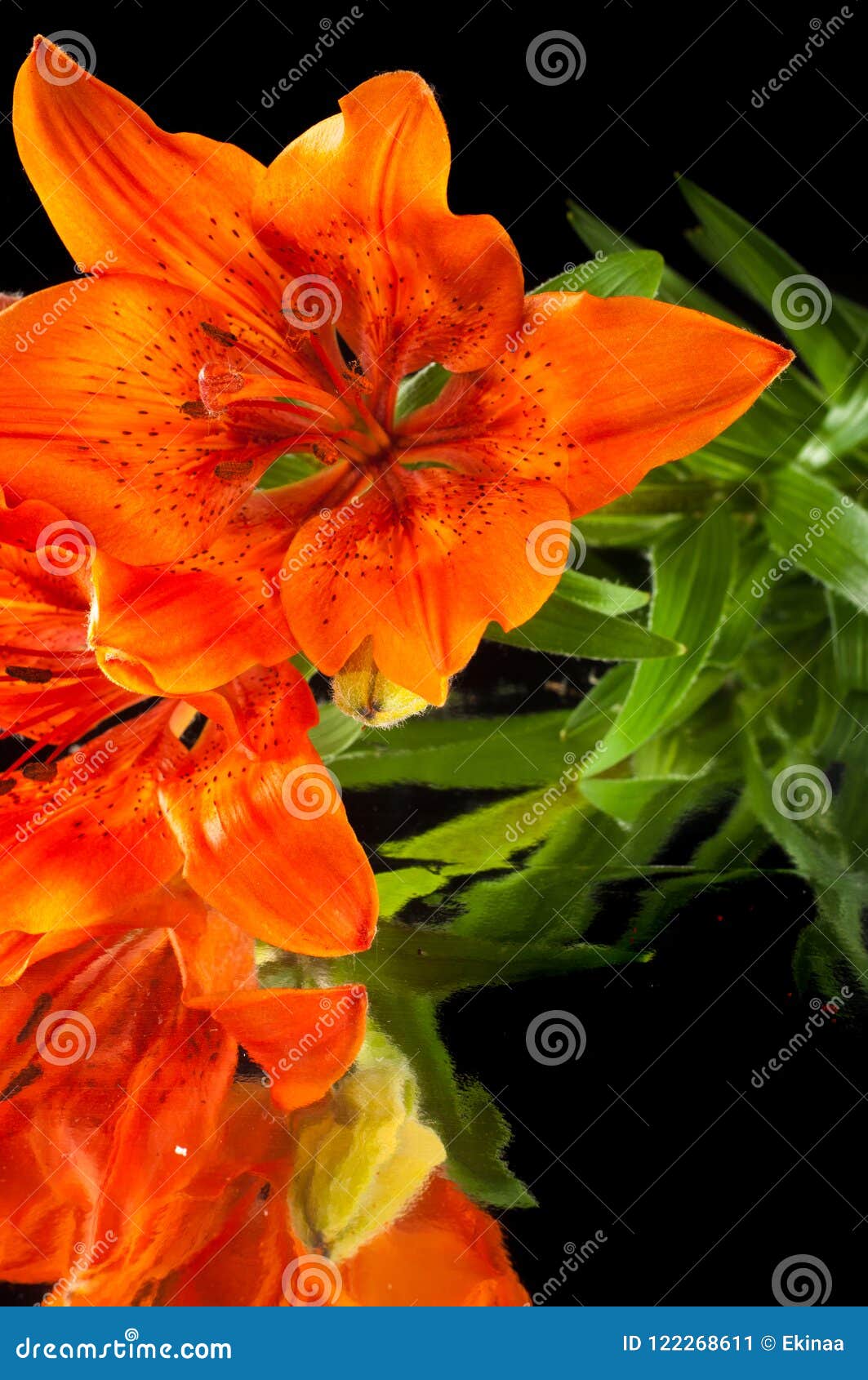 Lirios rojos imagen de archivo. Imagen de fresco, hermoso - 122268611