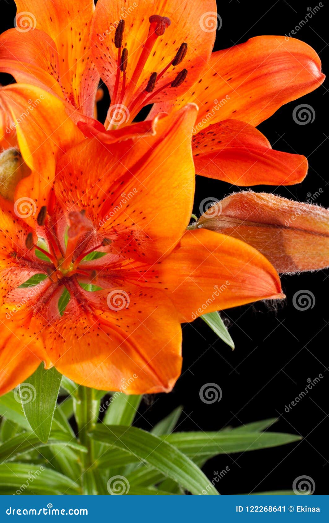 Lirios rojos imagen de archivo. Imagen de objeto, primer - 122268641