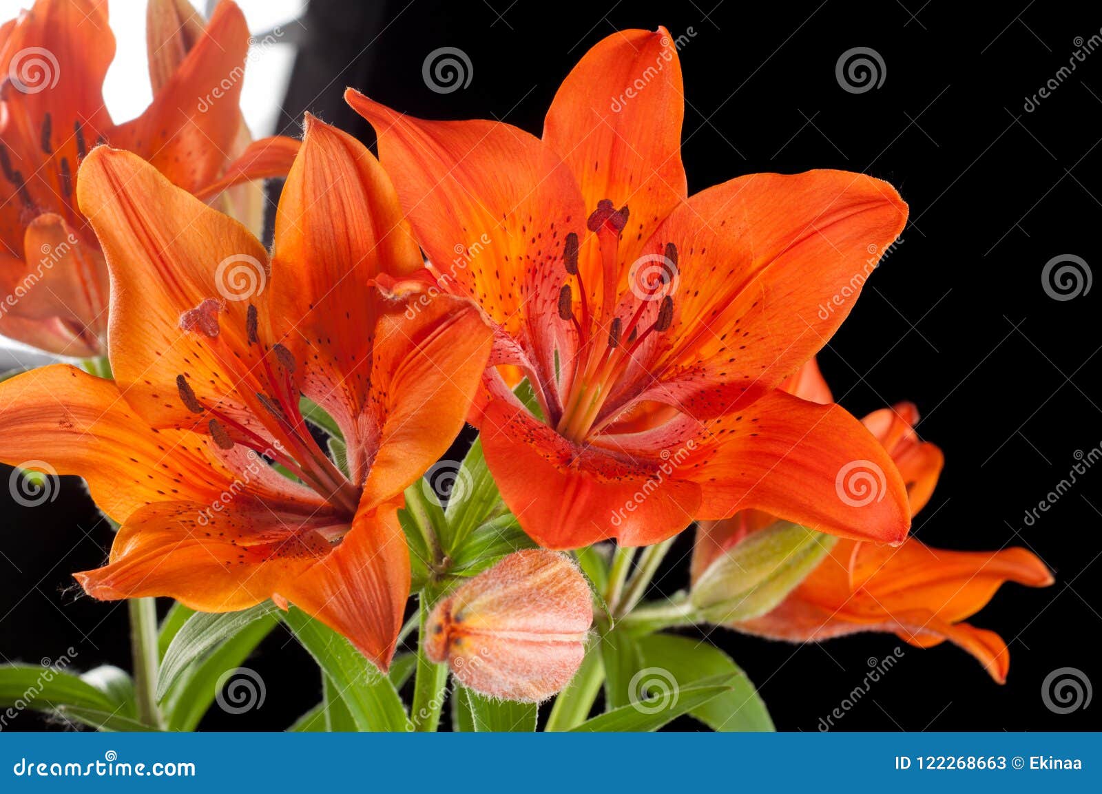 Lirios rojos imagen de archivo. Imagen de adorne, crezca - 122268663