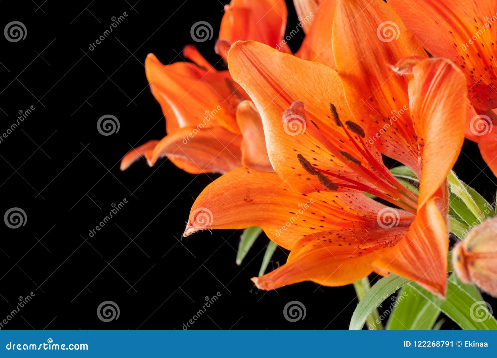 Lirios rojos imagen de archivo. Imagen de primer, color - 122268791