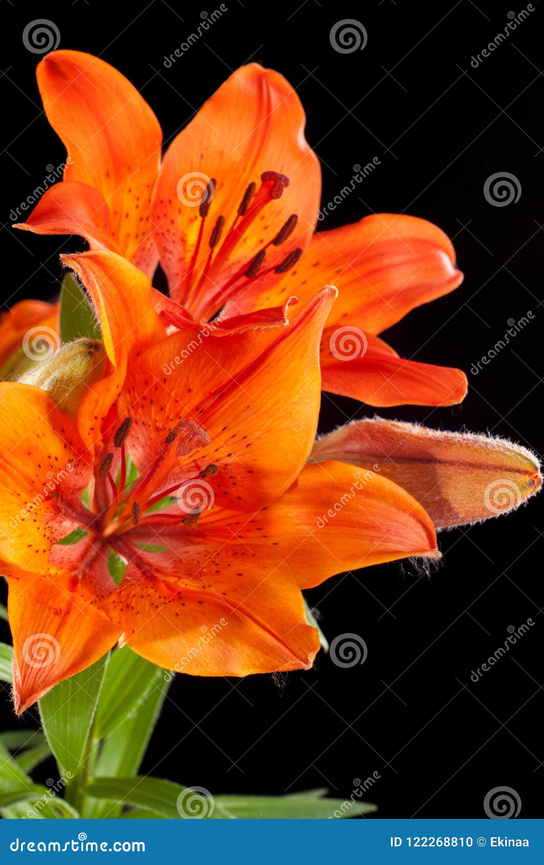 Lirios rojos foto de archivo. Imagen de adorne, aislado - 122268810