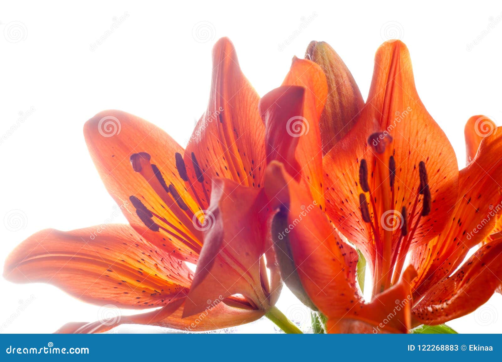 Lirios rojos imagen de archivo. Imagen de belleza, flora - 122268883