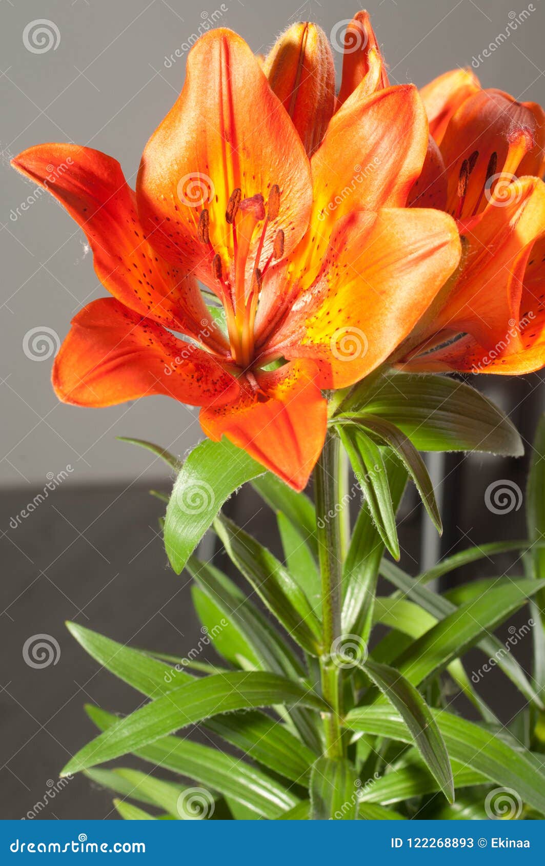 Lirios rojos imagen de archivo. Imagen de primer, modelo - 122268893