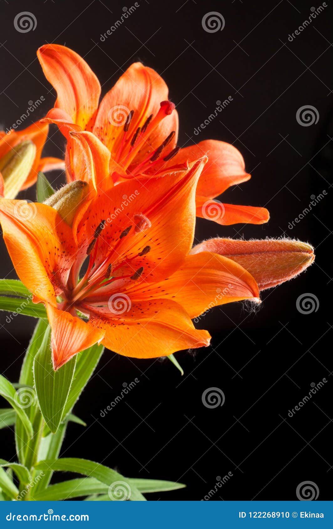 Lirios rojos foto de archivo. Imagen de primer, flora - 122268910