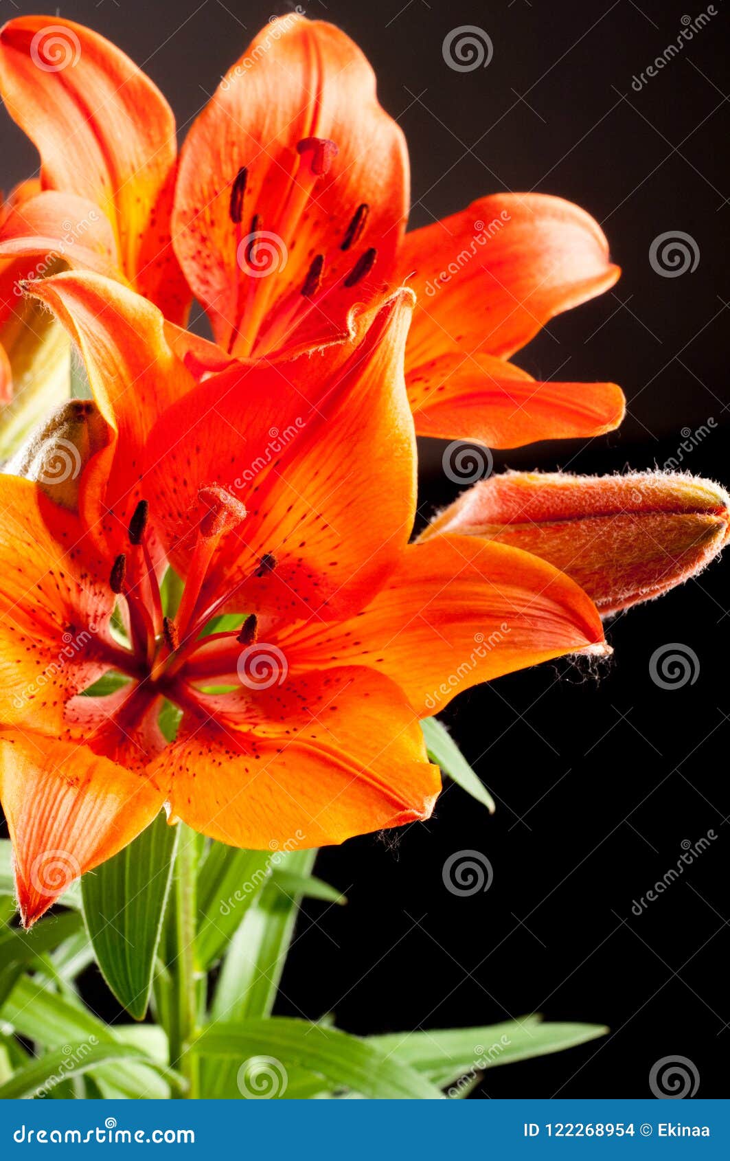 Lirios rojos foto de archivo. Imagen de modelo, aislado - 122268954