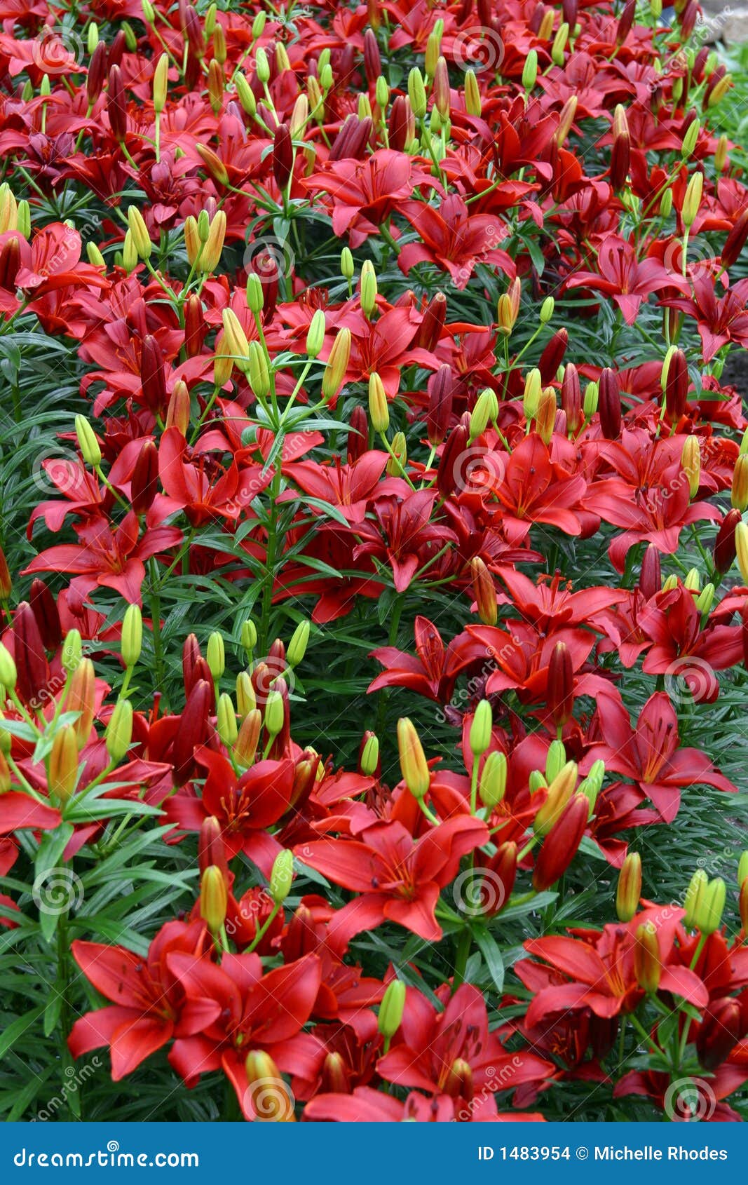 Lirios rojos foto de archivo. Imagen de flor, grupo, lirios - 1483954