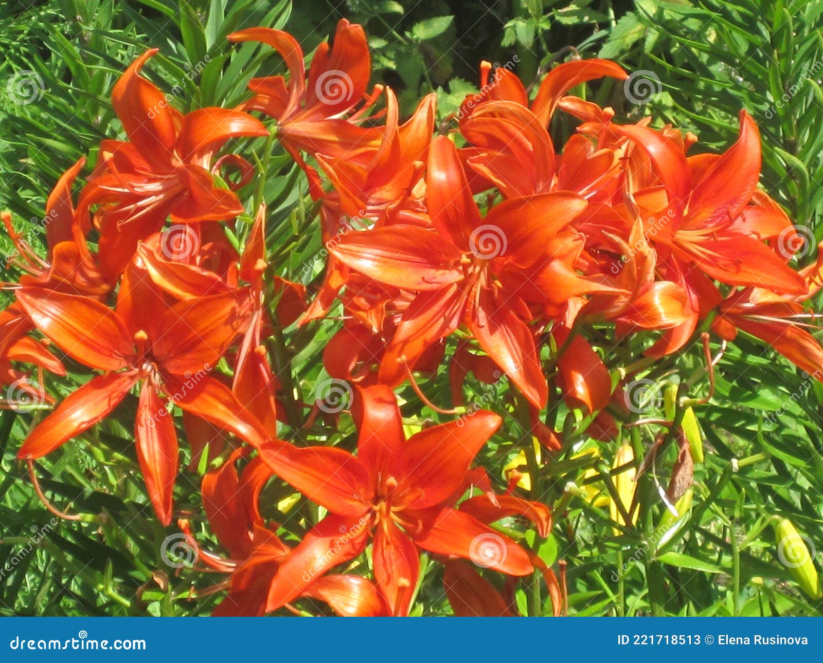 Lirios imagen de archivo. Imagen de rojo, hierba, wildflower - 221718513