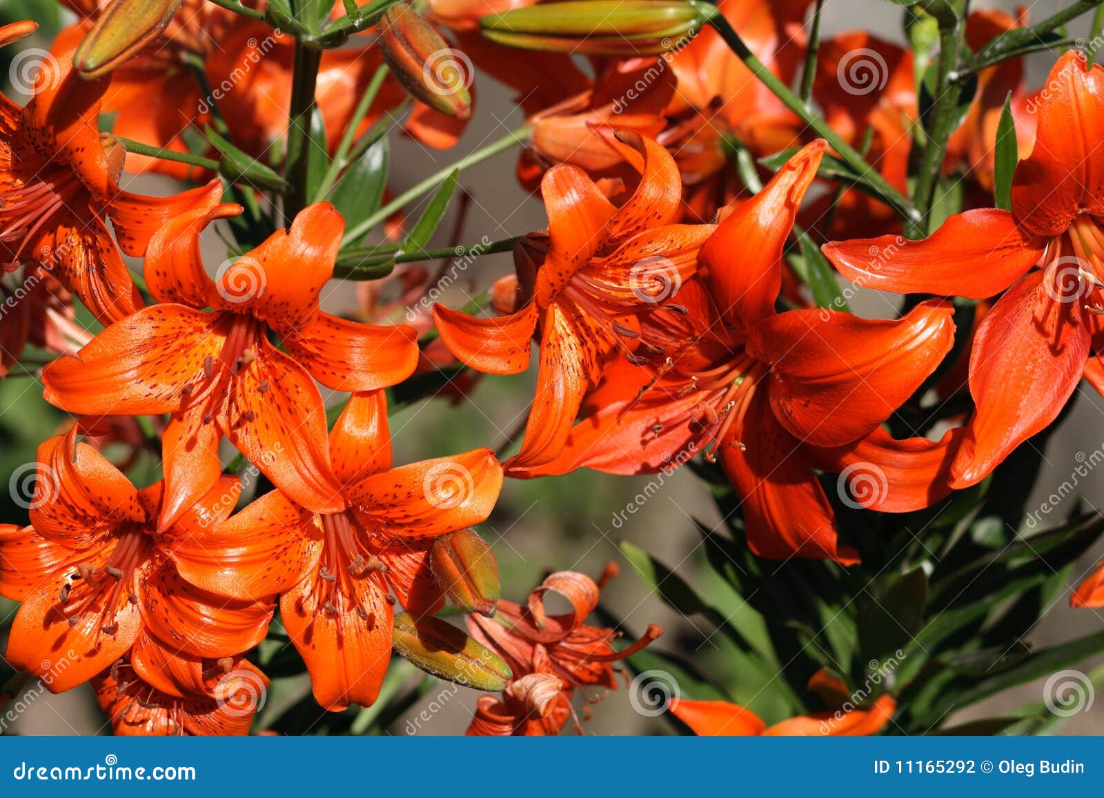Lirios rojos del jardín foto de archivo. Imagen de flor - 11165292