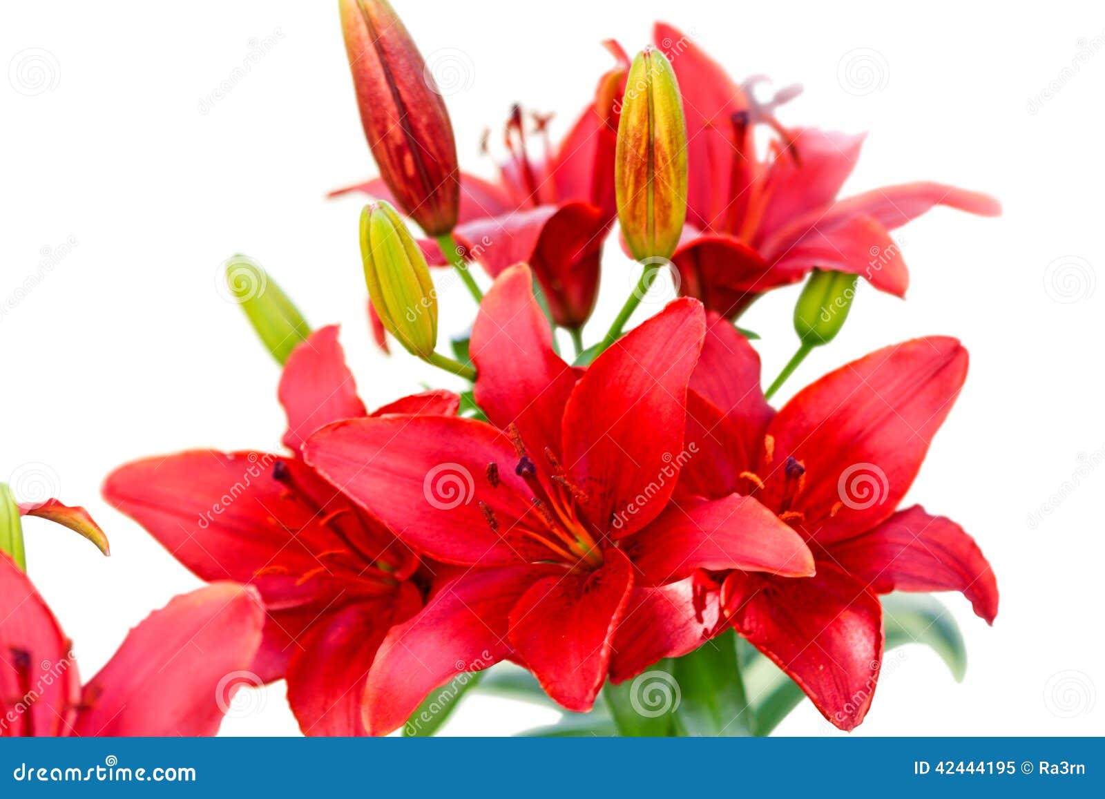 Lirios rojos en blanco imagen de archivo. Imagen de blanco - 42444195