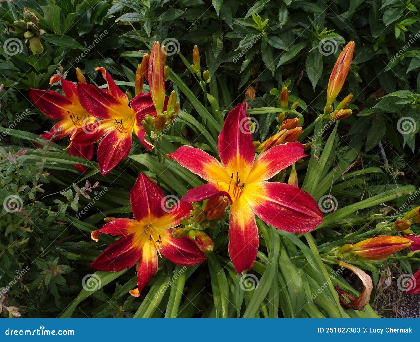 Lirios rojos imagen de archivo. Imagen de cubo, lirio - 251827303