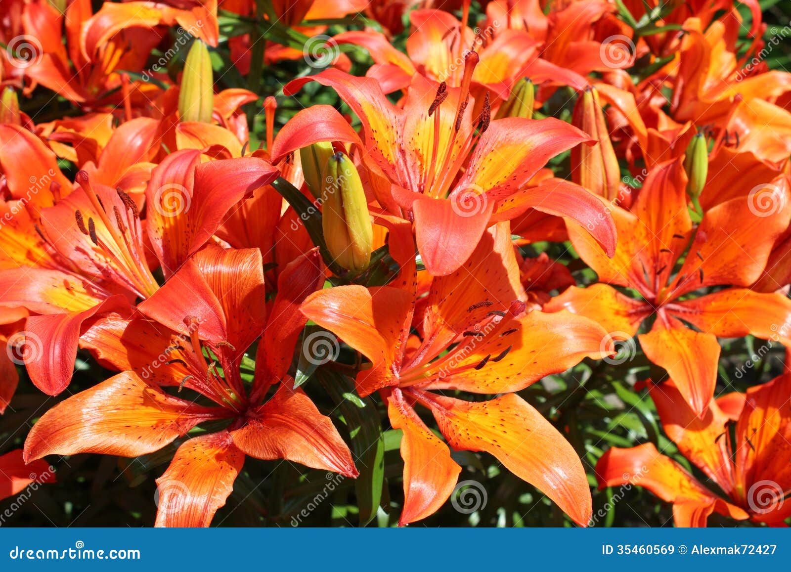 Lirios rojos hermosos imagen de archivo. Imagen de limpie - 35460569