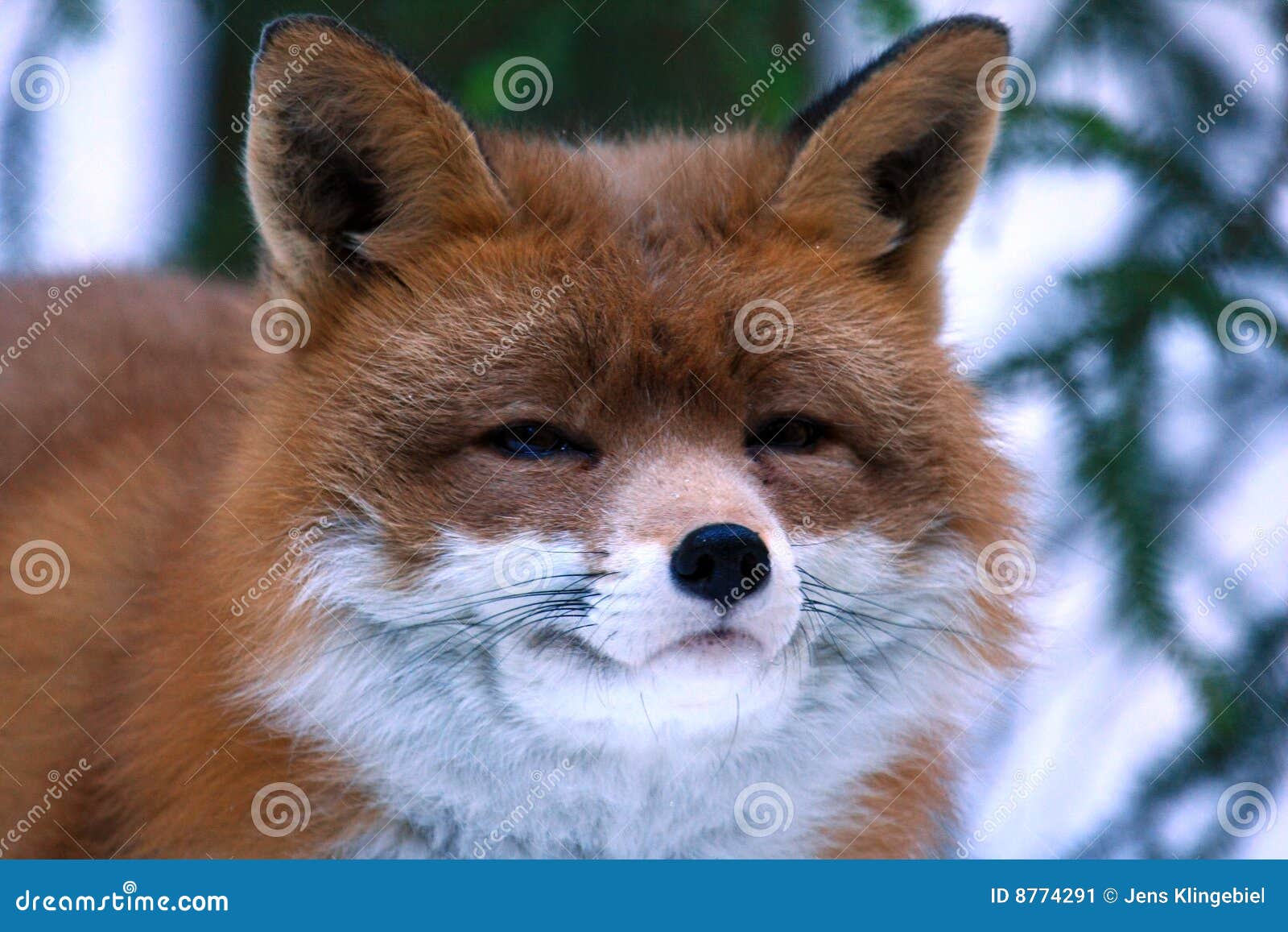 Lis obraz stock. Obraz złożonej z polowanie, śnieg, zaraza - 8774291