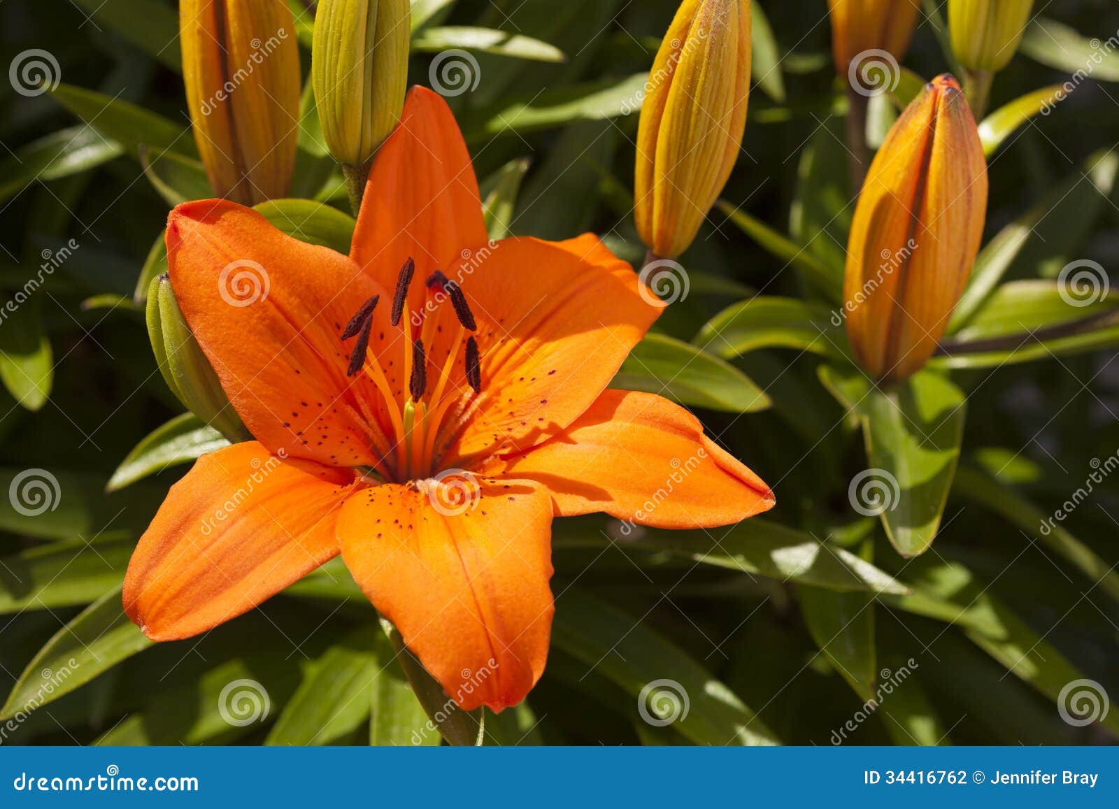 Lis asiatique orange photo stock. Image du floraison - 34416762